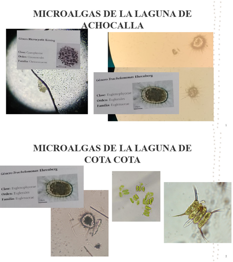 MICROALGAS | PDF