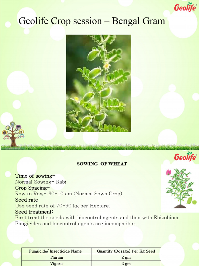 Bengal Gram Sowing and Management Guide | PDF | Home & Garden | Science ...