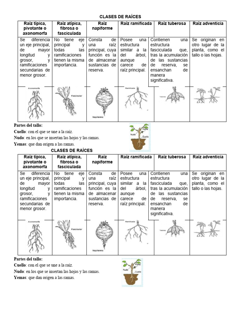 Tipos y Clases de Raíces en Plantas | PDF | Tallo de la planta | Raíz