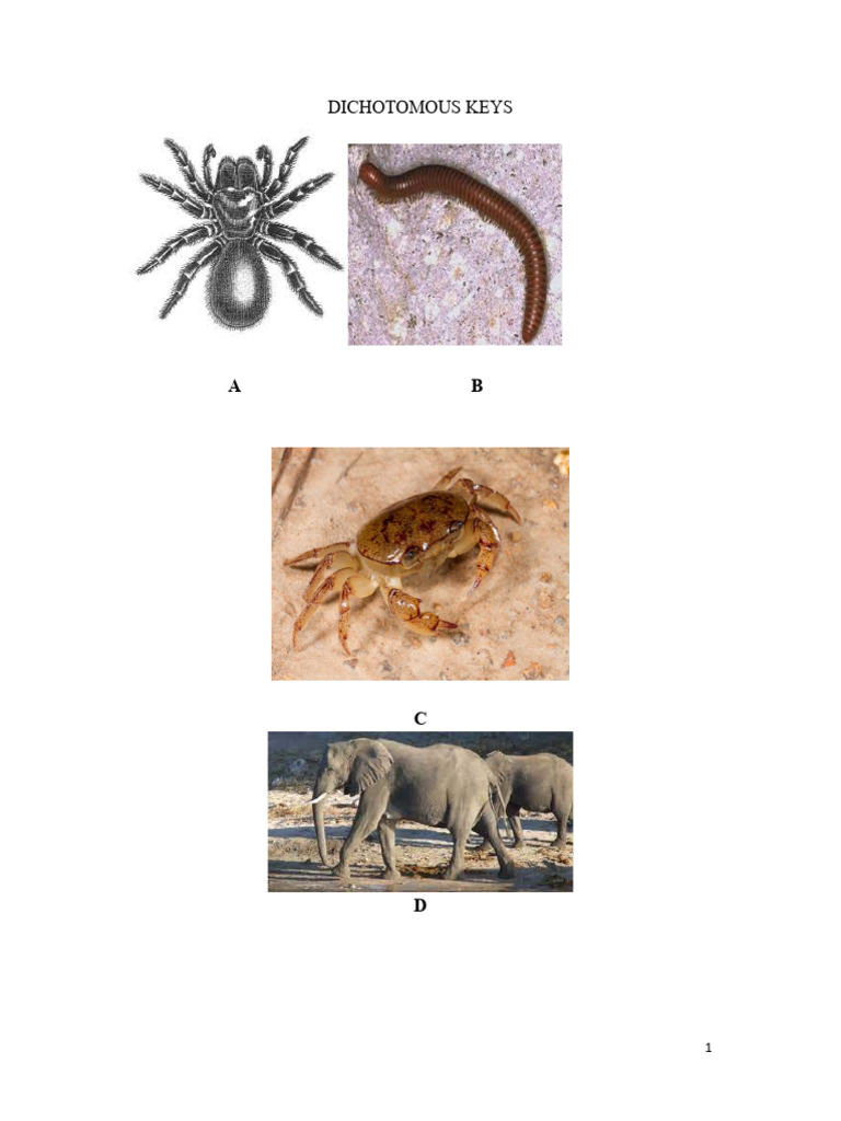 Dichotomous Key for Arthropods | PDF | Language Arts & Discipline