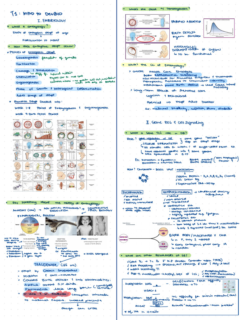 DevBio Lec Intro Part 5 | PDF | Prenatal Development | Embryo