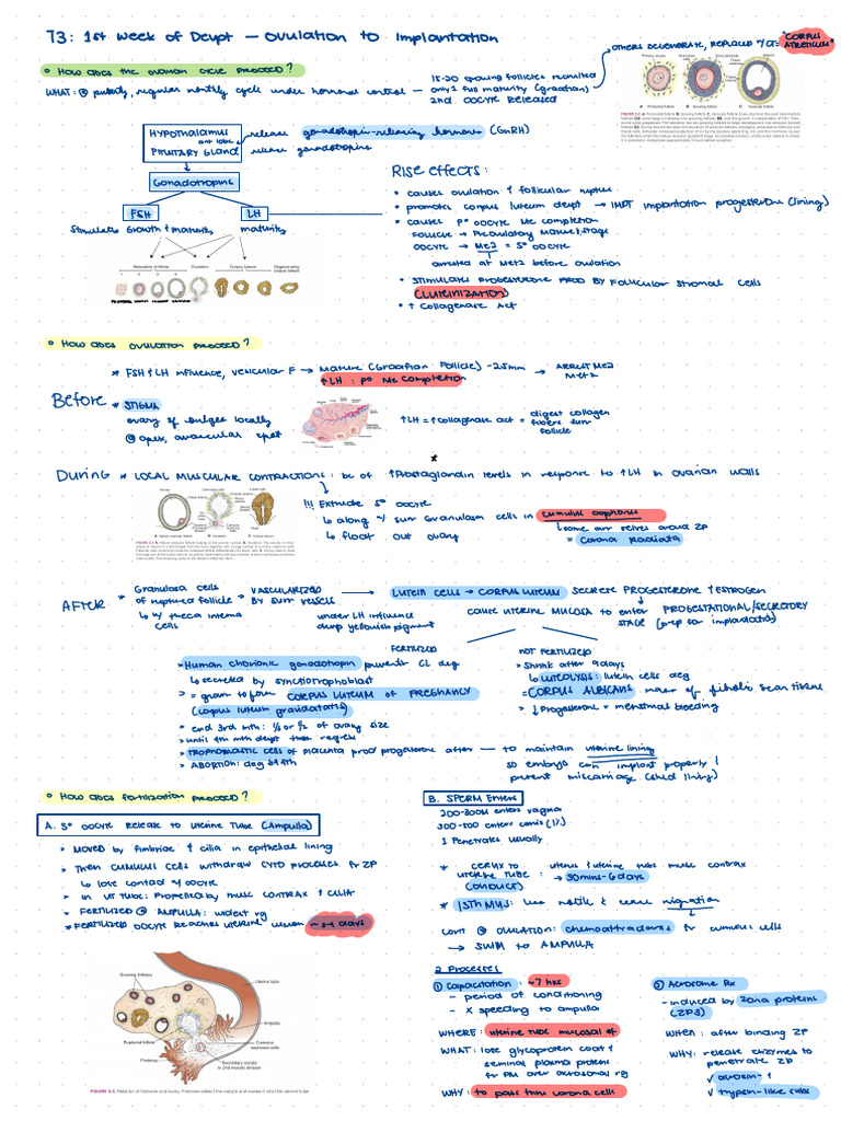 Devbio Lec Intro Part 1 Pdf Female Mammals Reproductive System