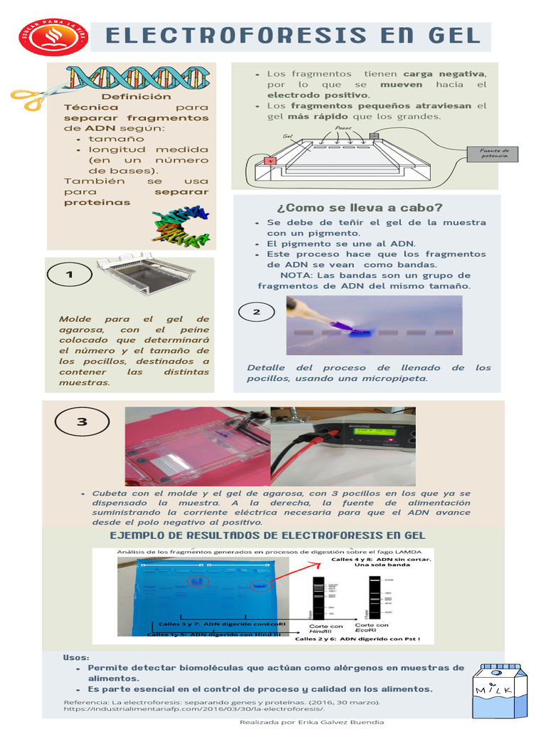 Electroforesis en Gel E.G.B | PDF