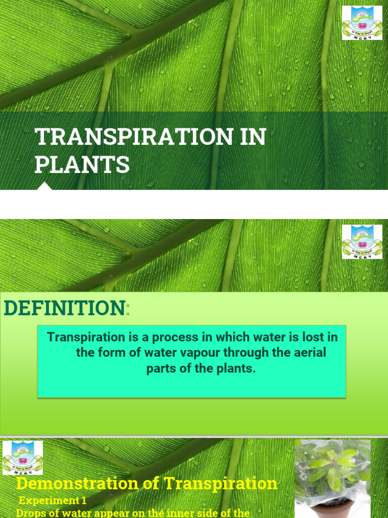 10 Transpiration PPT 2021-2022 | PDF | Stoma | Leaf