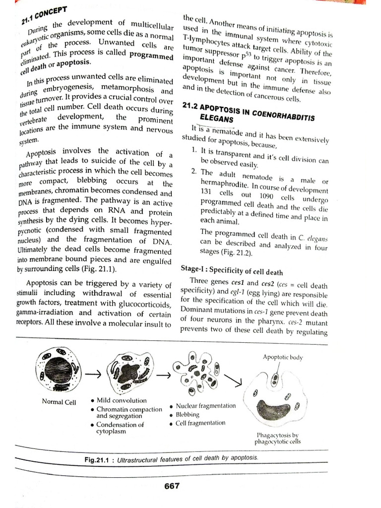 Apoptosis (AJOY PAUL) | PDF