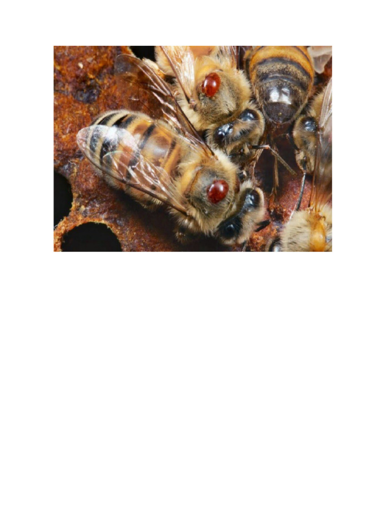 Apicultura Part 2 Pdf