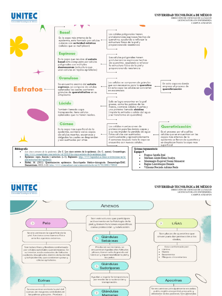 Esquemas | PDF | Piel | Sistema tegumentario