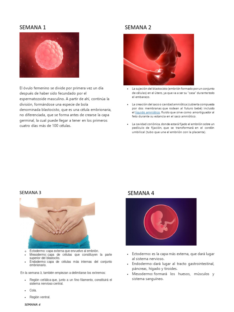 Semana 1 de Embarazo | Descargar gratis PDF | Feto | Embrión