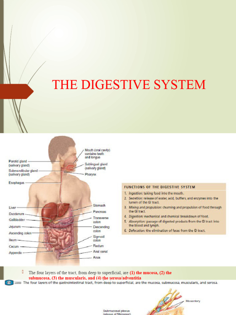 GI System | PDF | Stomach | Liver