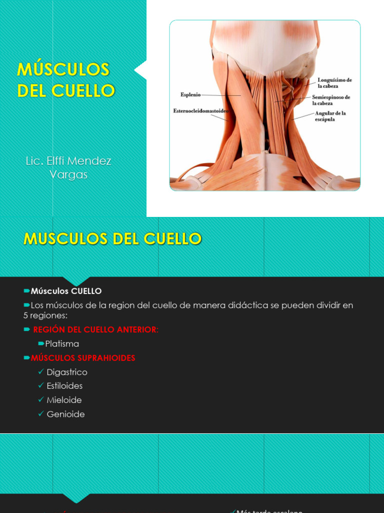Anatomía de los Músculos del Cuello | PDF | La columna vertebral ...