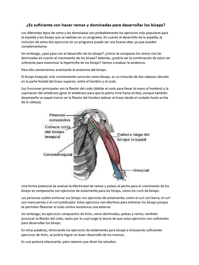 ¿Es Suficiente Con Hacer Remos y Dominadas para Desarrollar Los Bíceps | PDF | Codo | Articulaciones