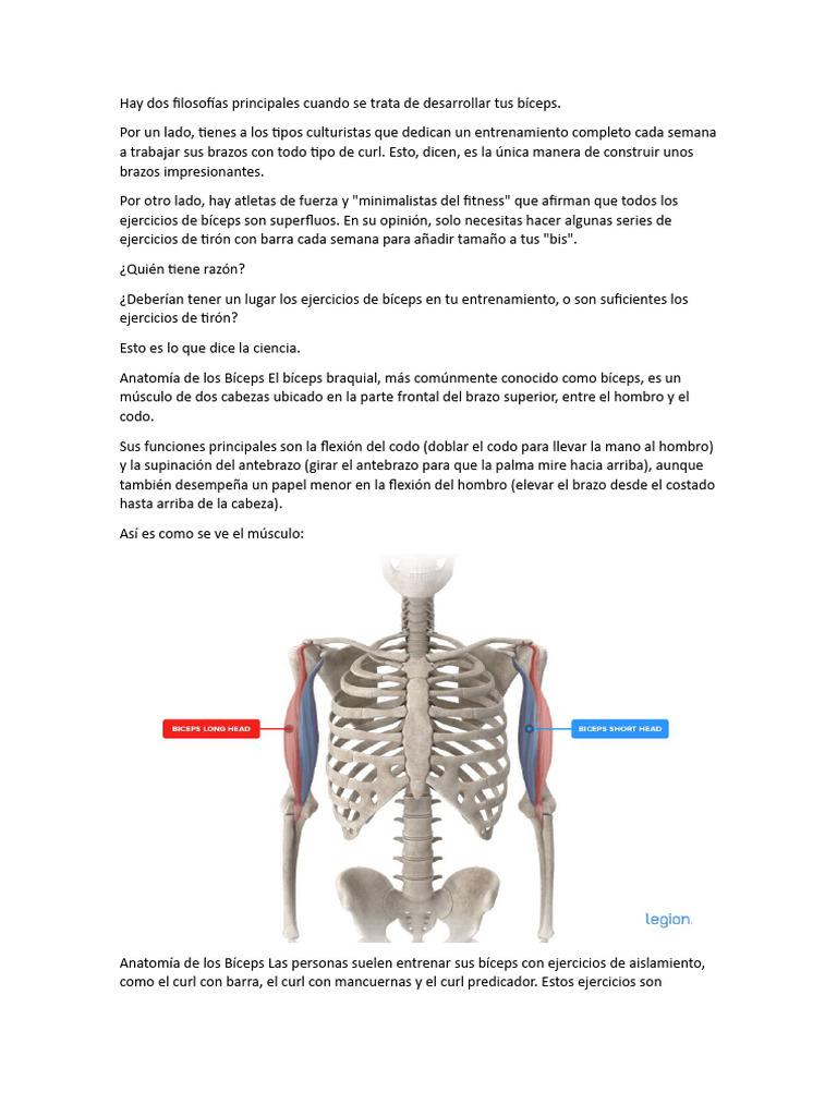Hay Dos Filosofías Principales Cuando Se Trata de Desarrollar Tus Bíceps | PDF | Codo