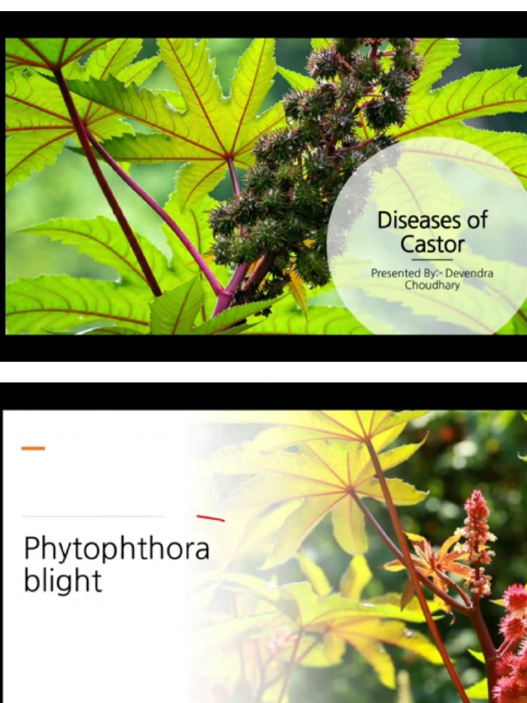 Diseases of Castor & Tobacco | PDF