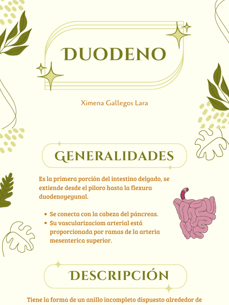 Duodeno | PDF | Estómago | Abdomen