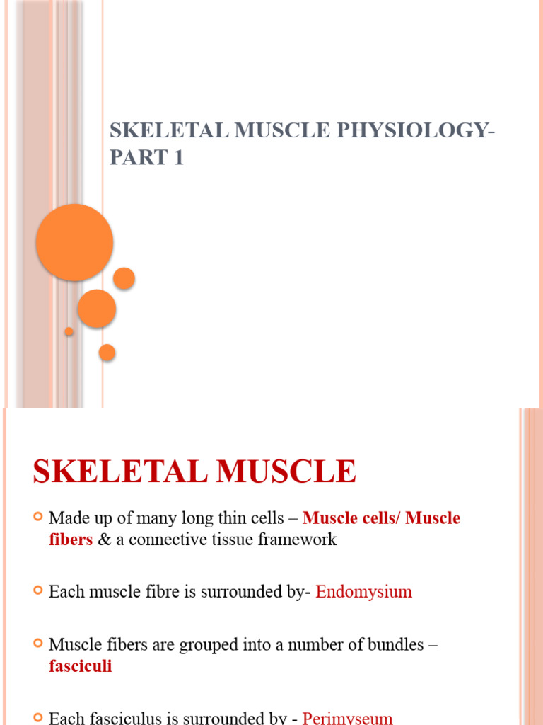 Skeletal Muscle Structure Guide | PDF | Muscle Contraction | Actin