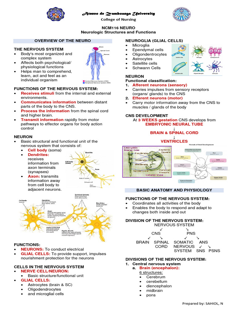 Neuro Handout 1 | PDF | Central Nervous System | Nervous System