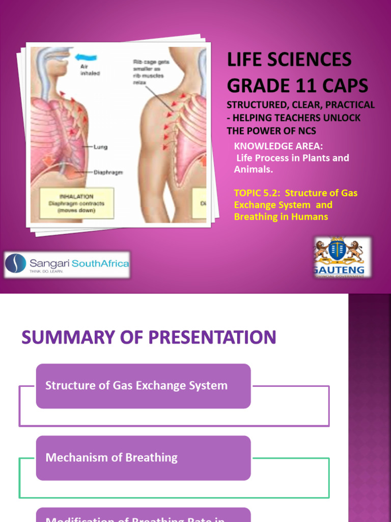Gr11 Gaseous Exchange | PDF | Lung | Respiratory System