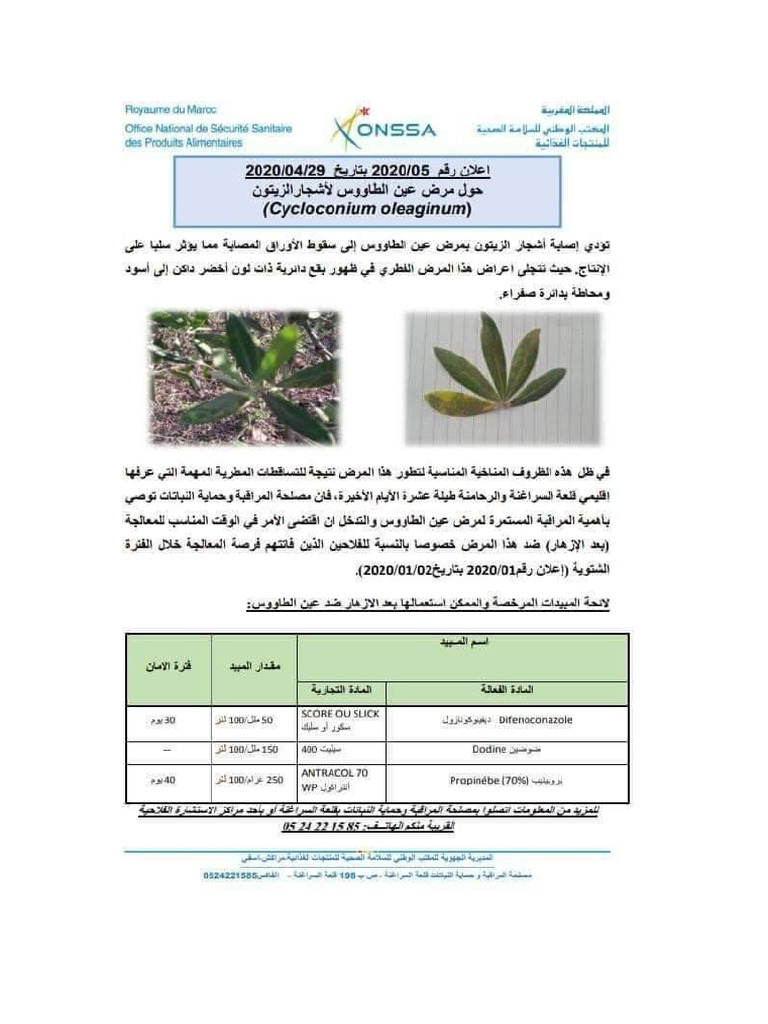 Oil Taouss | PDF