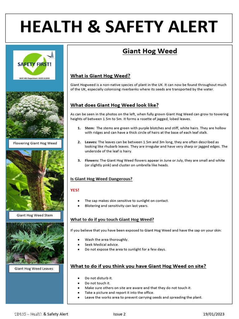 30apr - CD165 - WHP Ealert - Giant Hog Weed | PDF | Weed | Botany