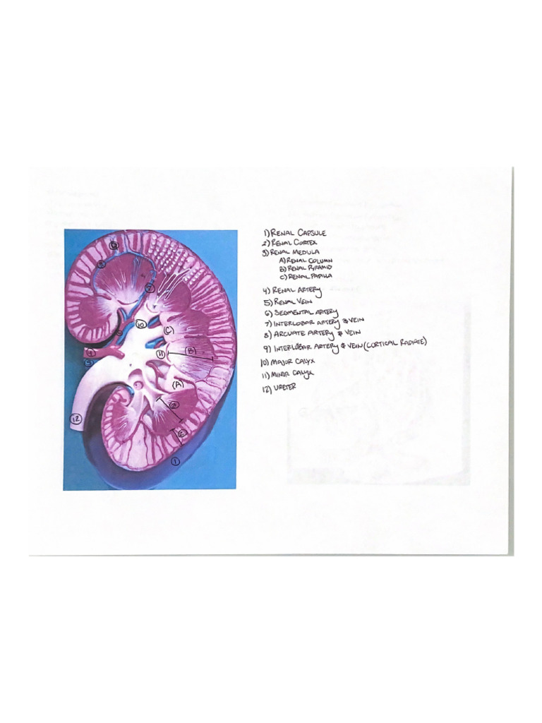 Urinary System Models | PDF