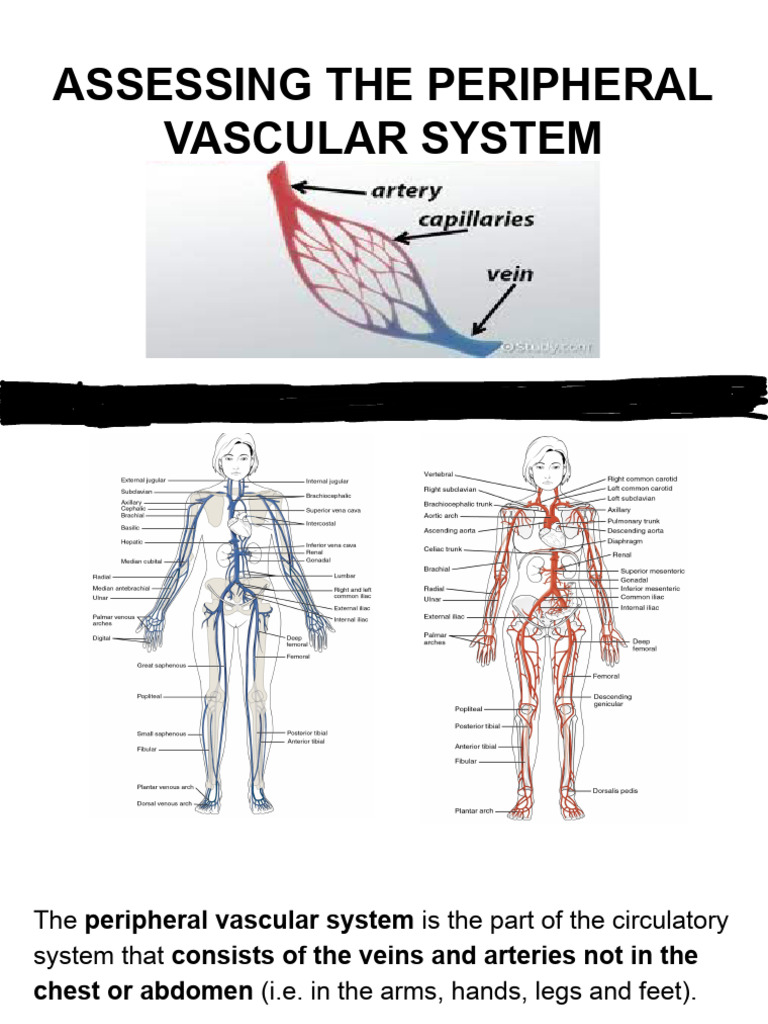 Assessing The Peripheral Vascular System Breast Axillae Pdf 0781