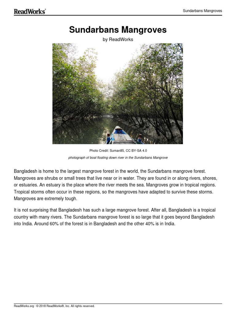 Sundarbans Mangroves | PDF | Mangrove | Environmental Conservation