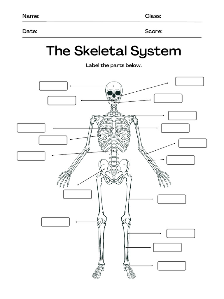 Parts of A Skeleton Labelling Worksheet | PDF