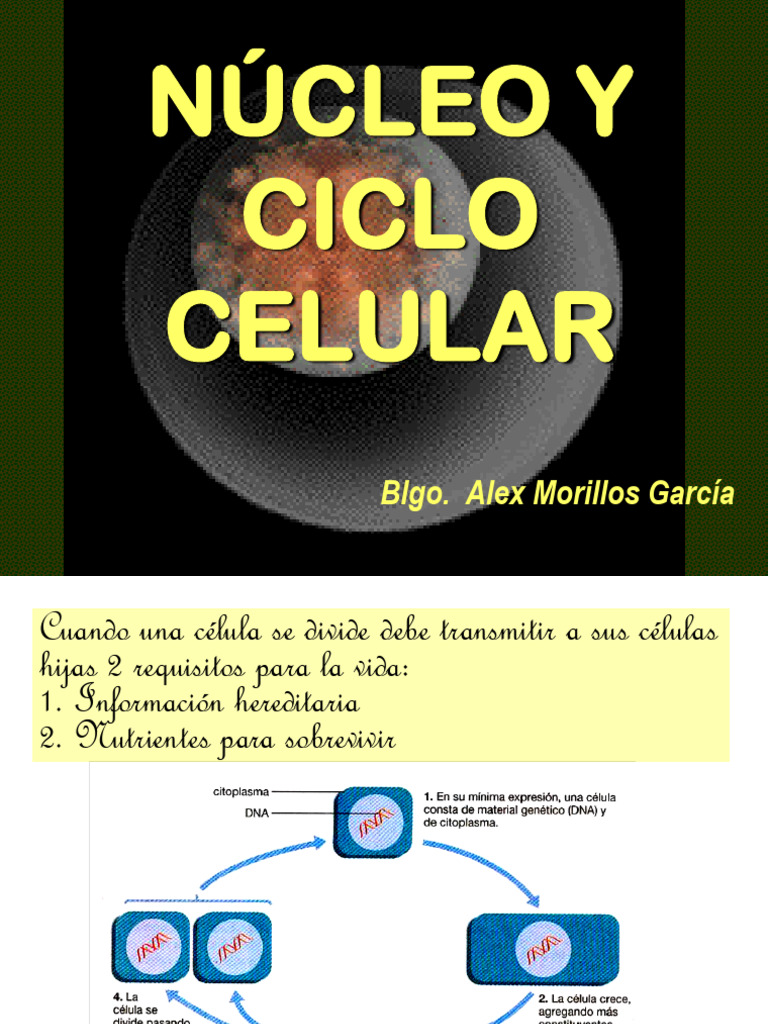 Núcleo y Ciclo Celular | PDF | Mitosis | Mitosis