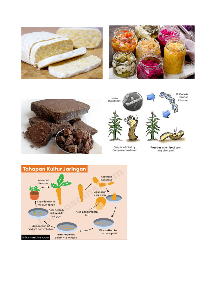 Orlin Bio | PDF