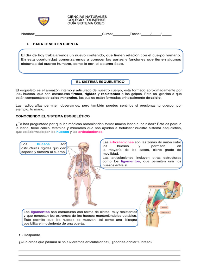 Guía del Sistema Óseo para Estudiantes | PDF | Esqueleto | Hueso