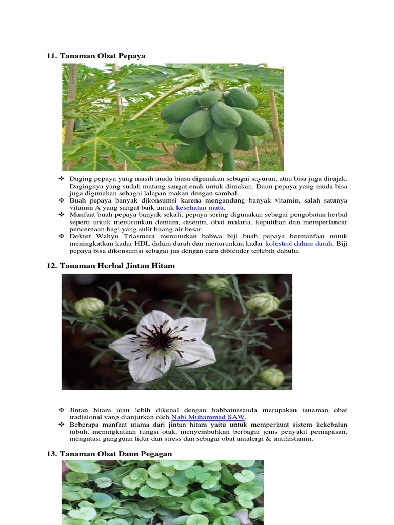 Jenis Toga 3 | PDF | Kesehatan Holistik