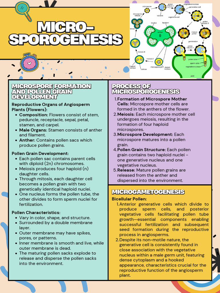 Microsporogenesis & Megasporogenesis | PDF | Mitosis | Pollen