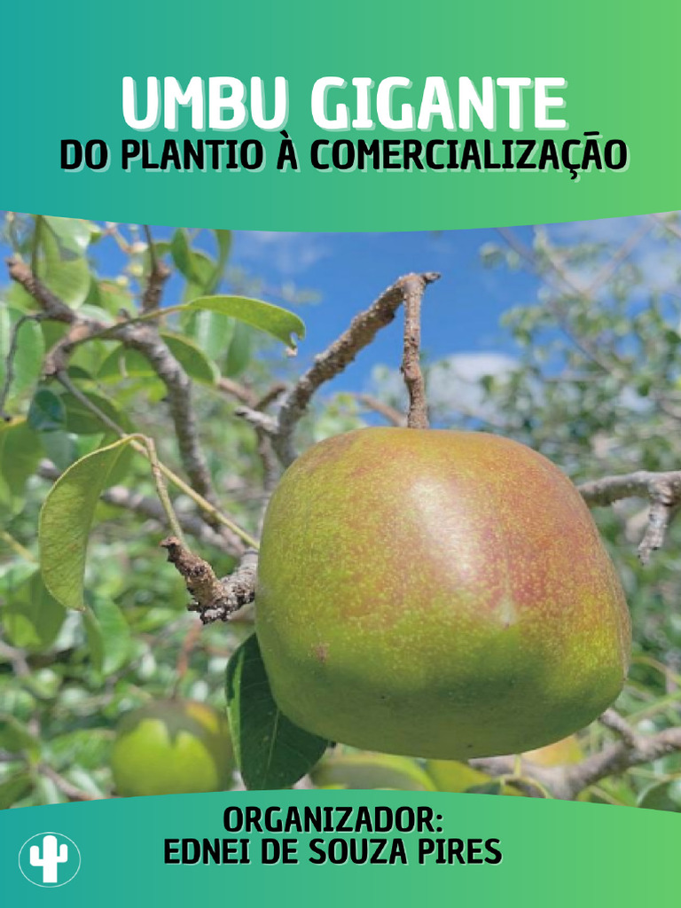 Cultivo e Comercialização do Umbu Gigante | PDF | Agricultura | Batata