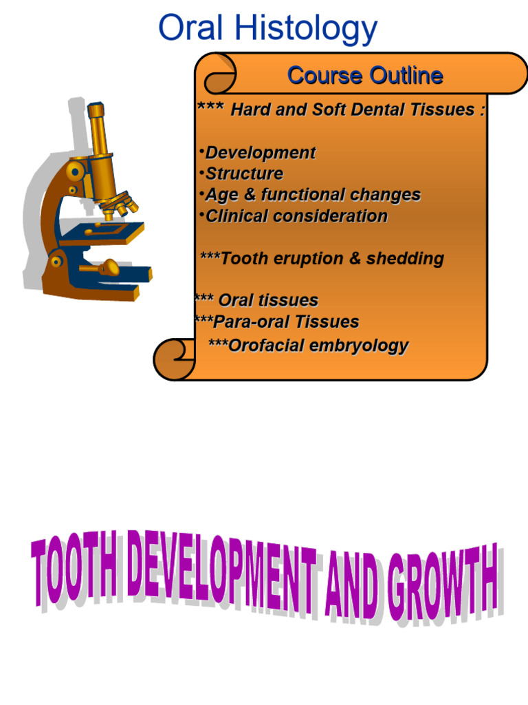 1-Tooth Development | PDF | Human Tooth | Epithelium