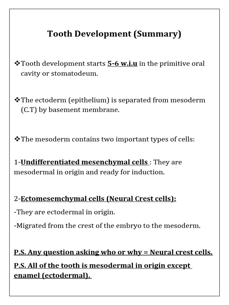Tooth Development Summary | PDF | Human Tooth | Tooth