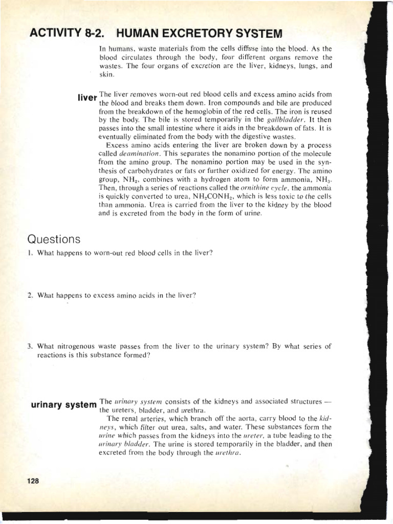 Human Excretory System | PDF