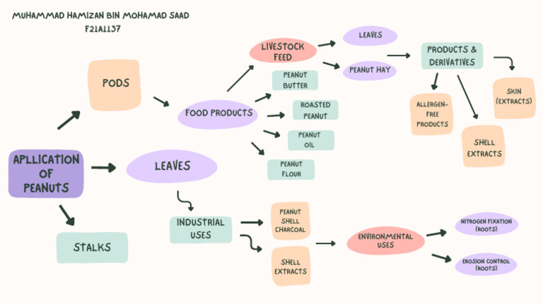 Peanuts Uses (Mind Map) | PDF