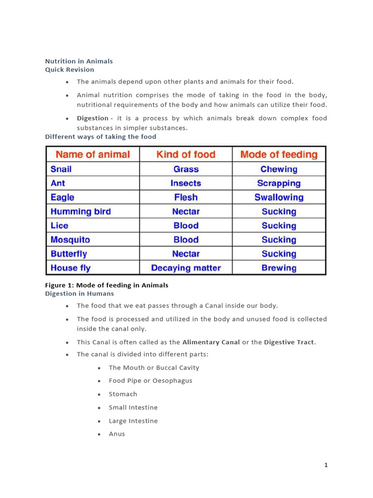 Nutrition in Animals | PDF | Small Intestine | Digestion