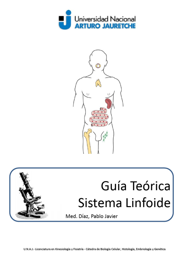 Guía del Sistema Linfoide y sus Funciones | PDF | Ganglio linfático ...