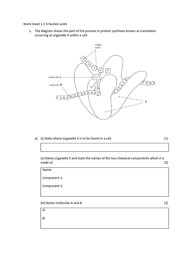 El20-21 l3 s8 c1 Worksheet 153 Nucleic Acids Eng | PDF | Proteins ...