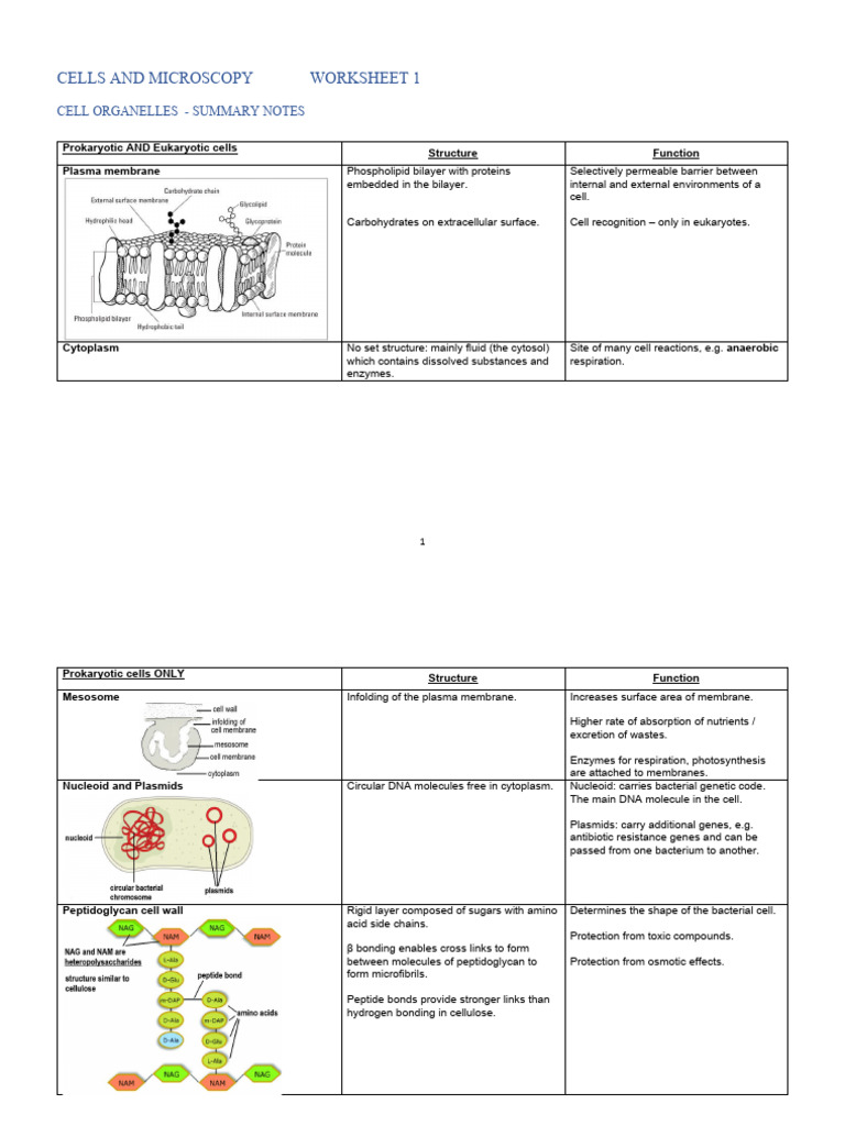 Cells and Microscopy Worksheet 1 | PDF | Endoplasmic Reticulum | Cell ...