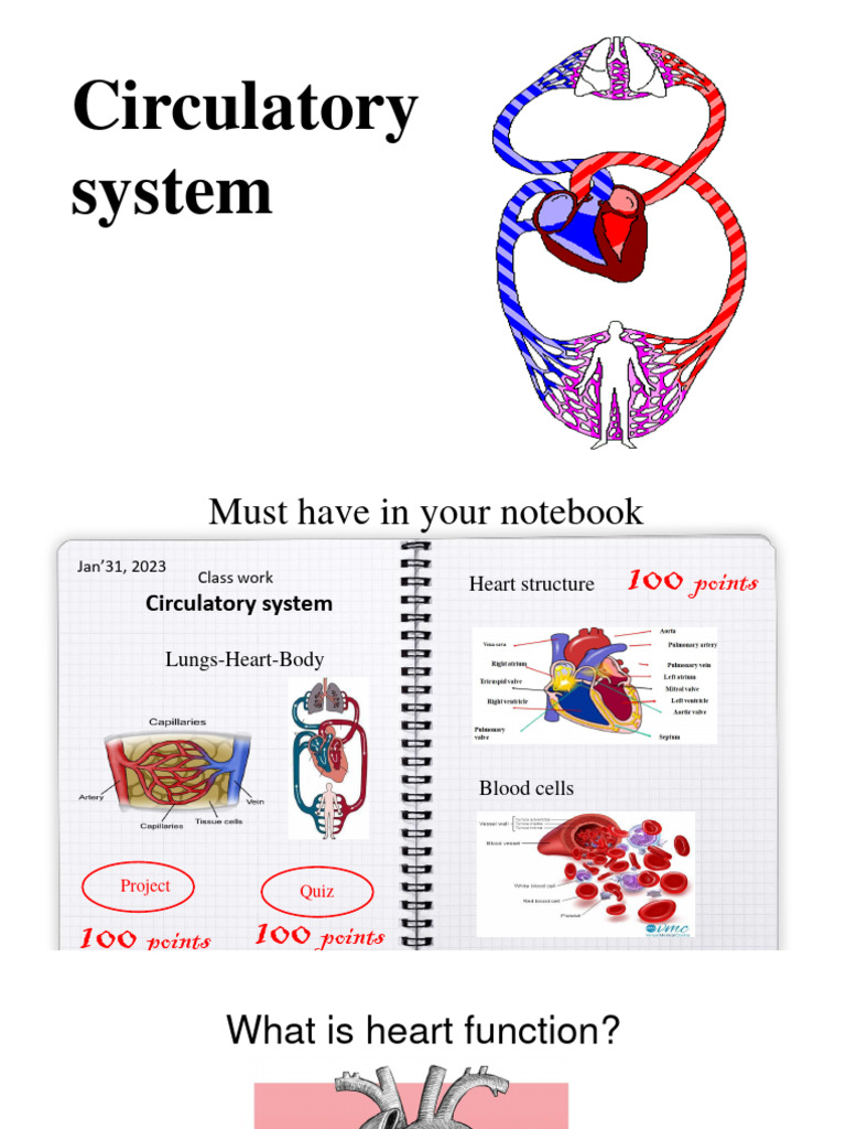 1 Circulatory System | PDF | Heart | Atrium (Heart)