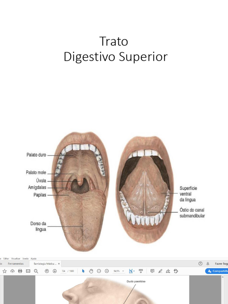 Trato Digestivo Superior | PDF | Doença do refluxo gastroesofágico ...