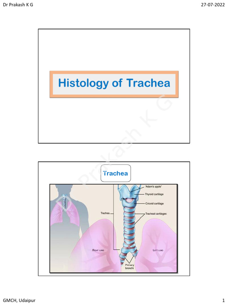 Trachea & Epiglottis | PDF