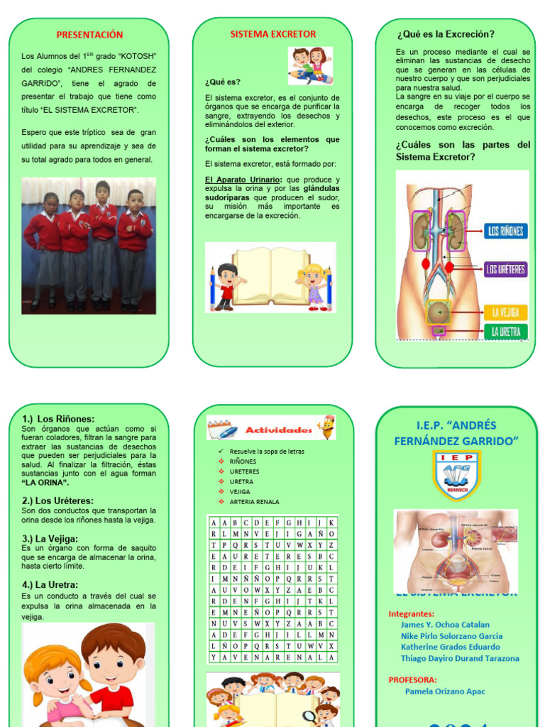 Triptico Sistema Excretor Ok | PDF | Sistema urinario | Excreción