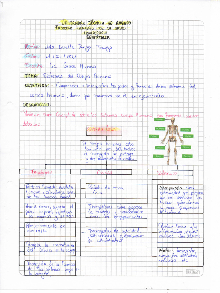 Sistema Del Cuerpo Humano | PDF