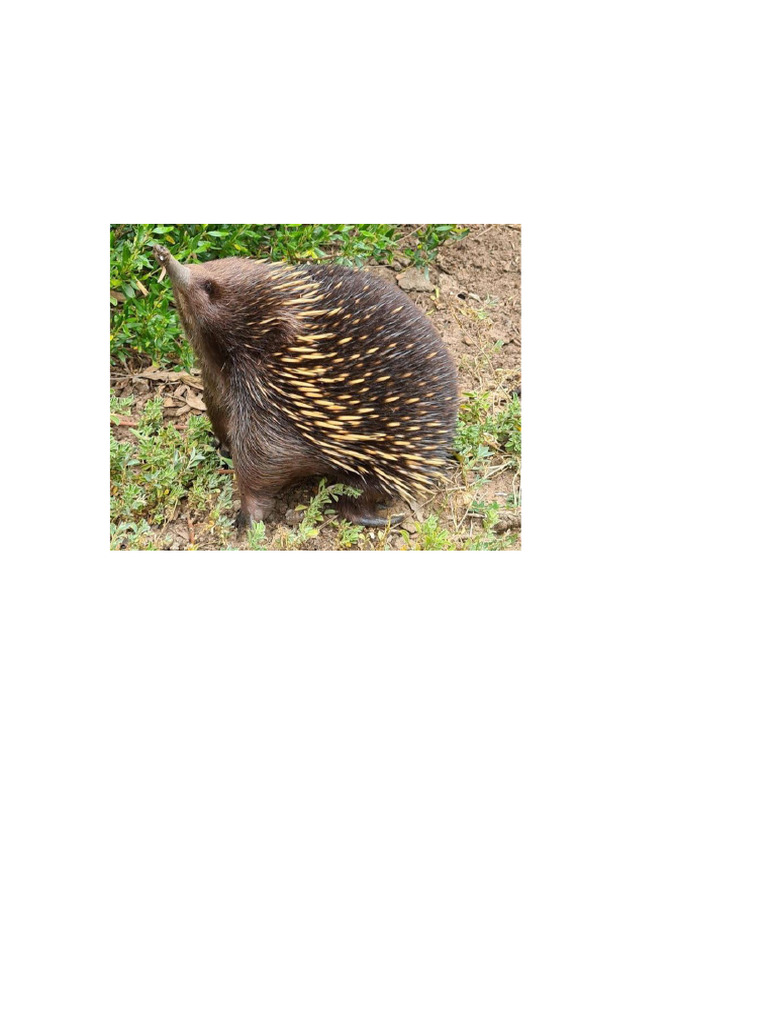 Echidna | PDF
