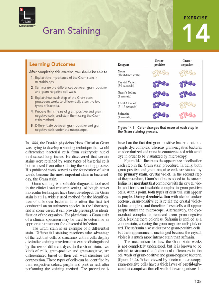 Gram+StainingLab +Manual+in+Gen +micro + (2015) | PDF | Staining ...