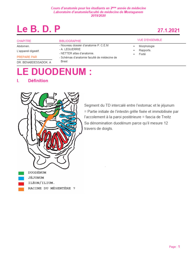 Anatomie du Duodénum et Pancréas | PDF | Péritoine | Pancréas