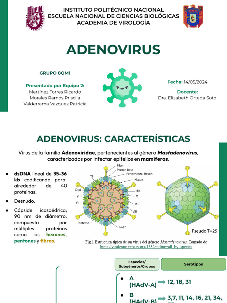 Adenovirus | PDF | Adenoviridae | Microorganismo